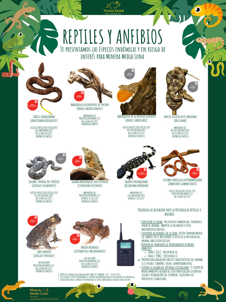 Reptiles y Anfibios 2 | PDF | México