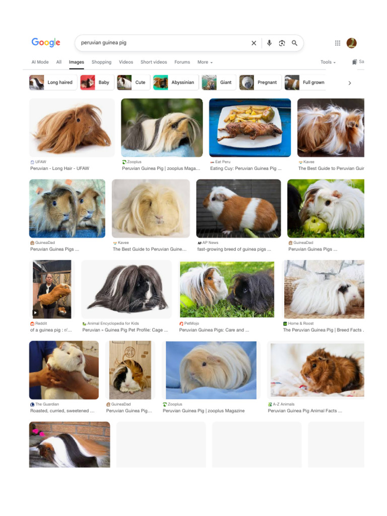Characteristics of Peruvian Guinea Pigs | PDF | Guinea Pig | Domestication