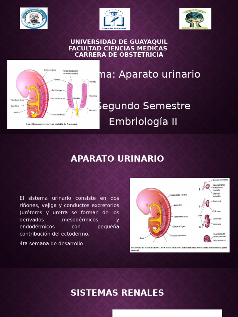 Aparato Urinario | PDF | Sistema urinario | Riñón