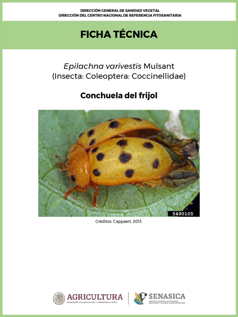Control de Conchuela del Frijol | PDF | Phaseolus Vulgaris | Crisálida