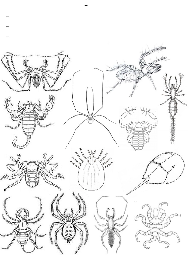 Atividade 4 - Subfilo Chelicerata | PDF
