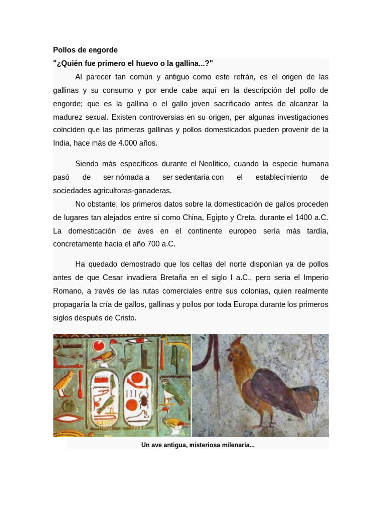 Historia y beneficios del pollo de engorde | PDF | Carne | Pollo