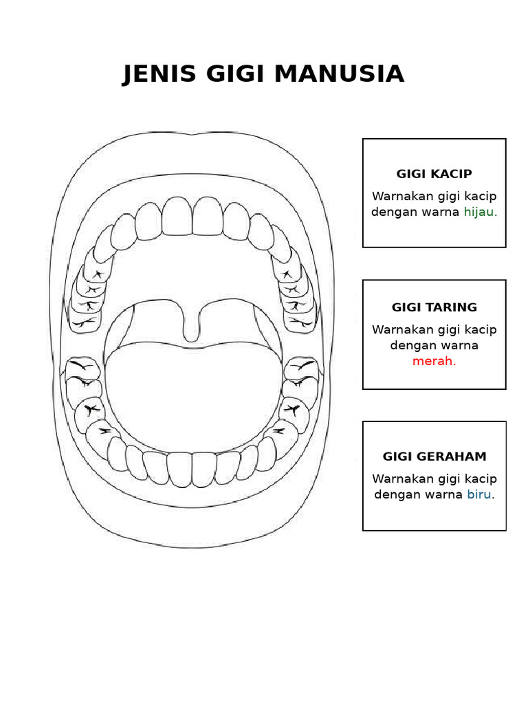 Jenis Gigi Manusia | PDF
