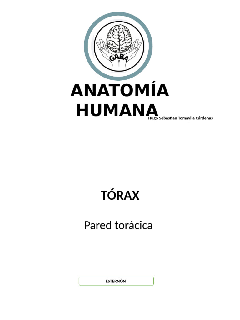 Clase 11 - Torax - Pared Toracica | PDF