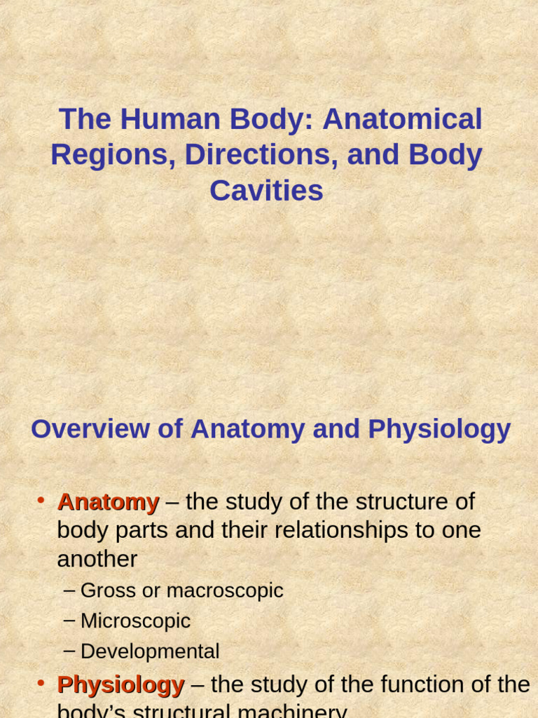 Human Body Anatomy Overview | PDF | Anatomical Terms Of Location ...