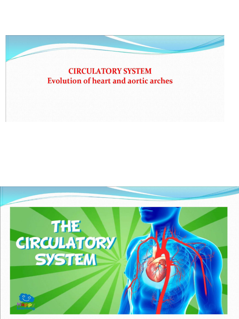 Evolution of Heart and Aortic Arches | PDF