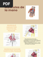 Músculos de la eminencia tenar y hipotenar | PDF | Mano | Anatomía humana