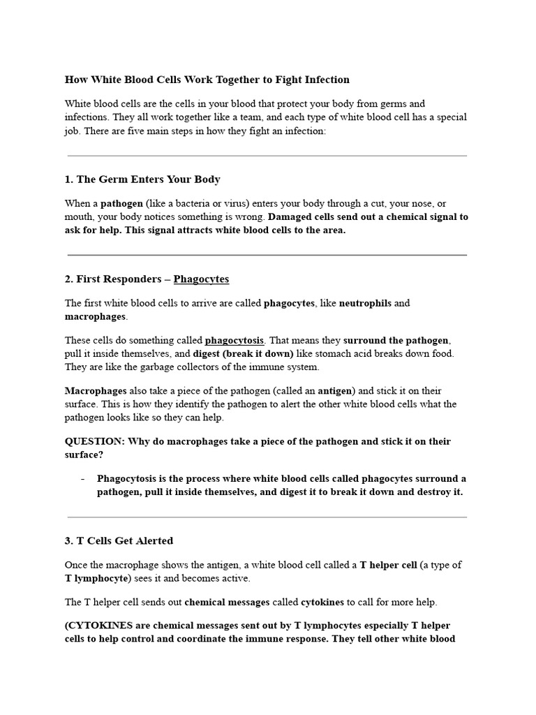 White Blood Cells Biology EOY Revision | PDF | Phagocyte | White Blood Cell