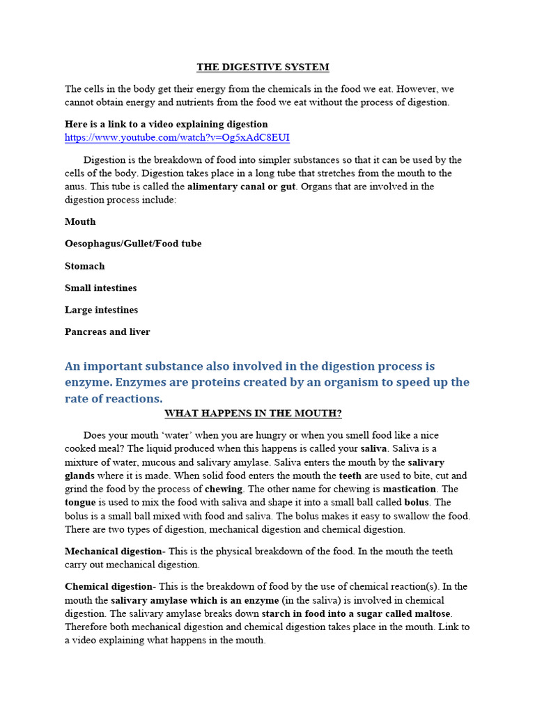 The Digestive System Handout | PDF | Digestion | Stomach