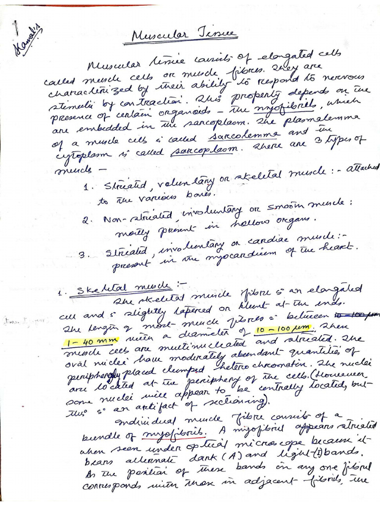 Muscular Tissue | PDF