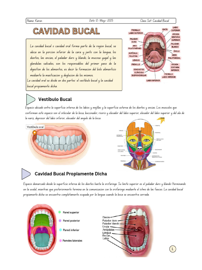 Cavidad Bucal | PDF | Laringe | Anatomía humana