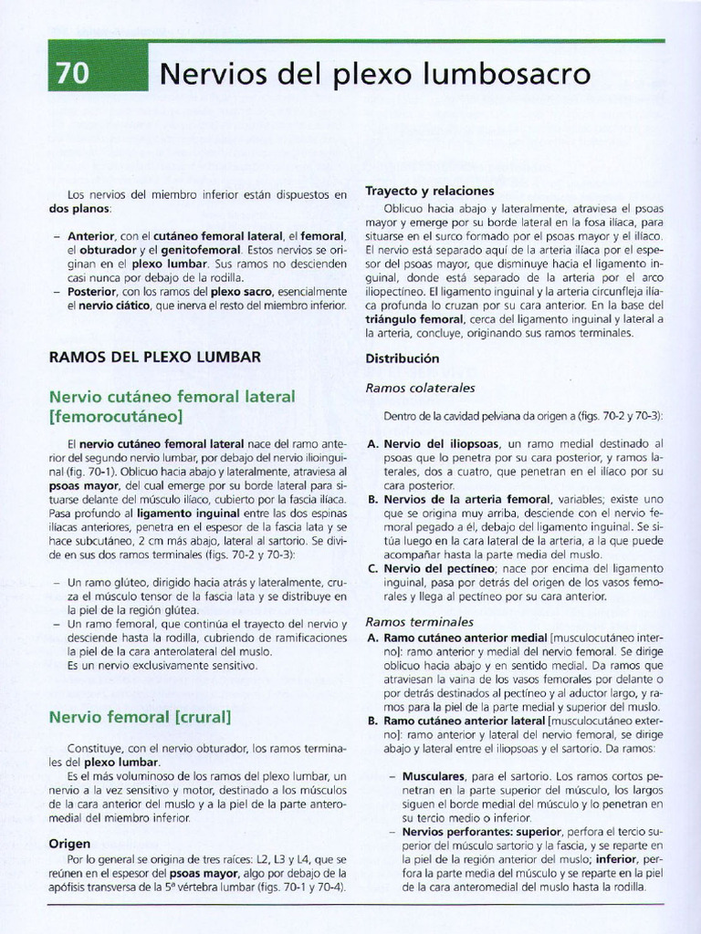 Latarjet-T1 - Nervios Del Plexo Lumbosacro | PDF | Extremidades (anatomía) | Sistema ...