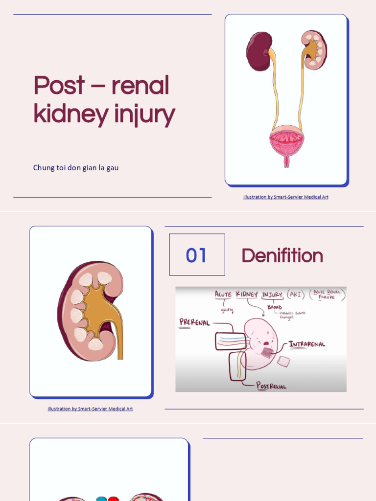 USMLE Team 3 Post Renal KI | PDF | Organ (Anatomy) | Urinary System