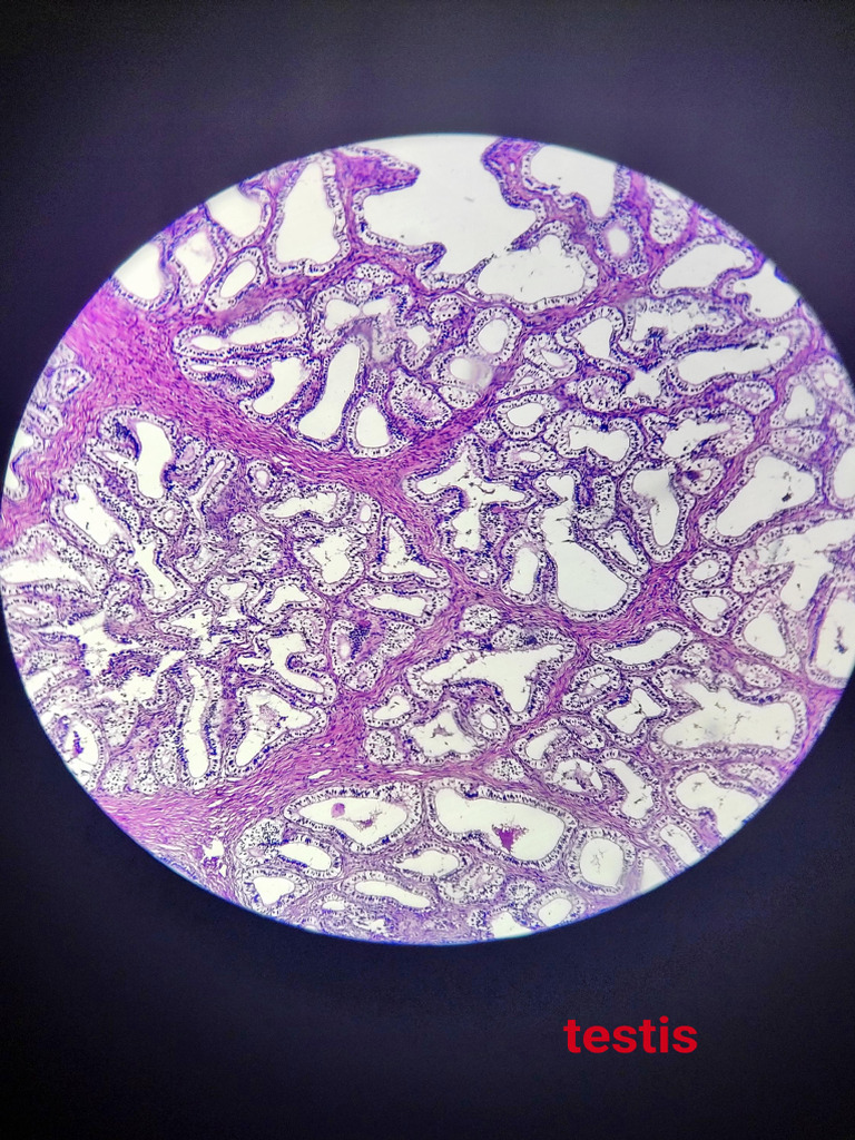 Reproductive Slides Histology 4 | PDF