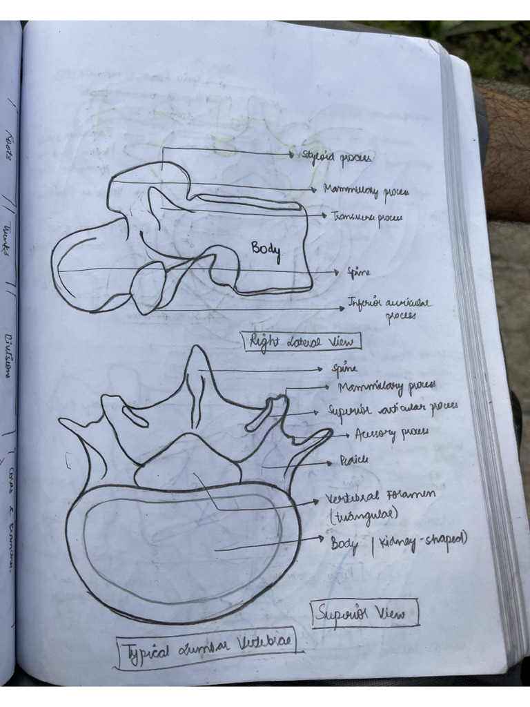 Anatomy File | PDF