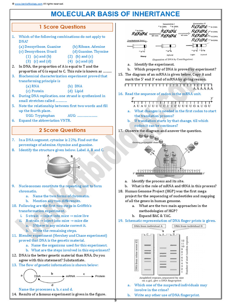 Molecular Basis of Inheritance - SAMPLE QUESTIONS | PDF | Dna | Genetic ...