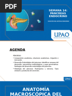 Anatomía de los conductos pancreáticos | PDF | Páncreas | Digestión