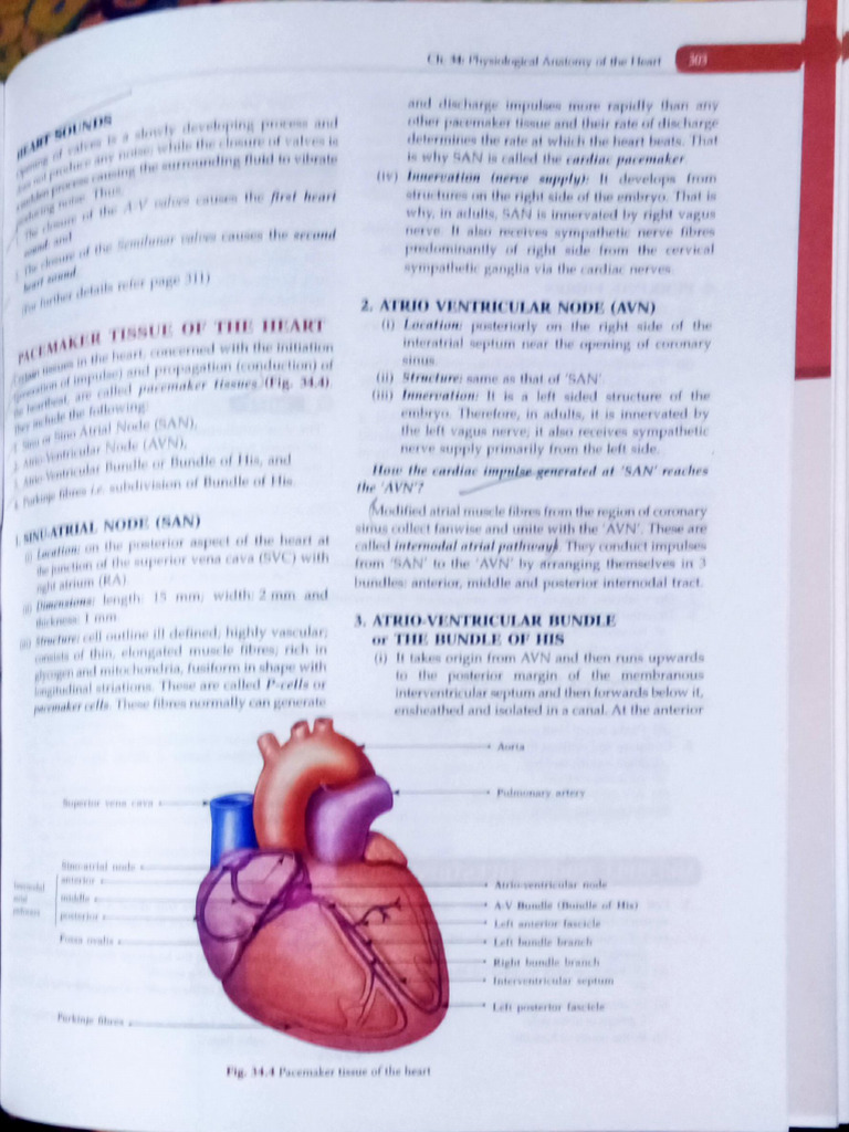 Heart | PDF
