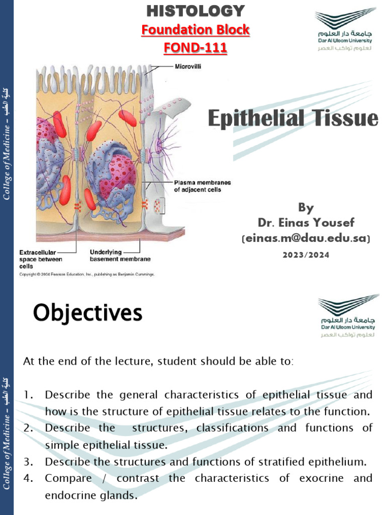 Epithelial Tissue - 2023-2024 | PDF | Epithelium | Tissue (Biology)