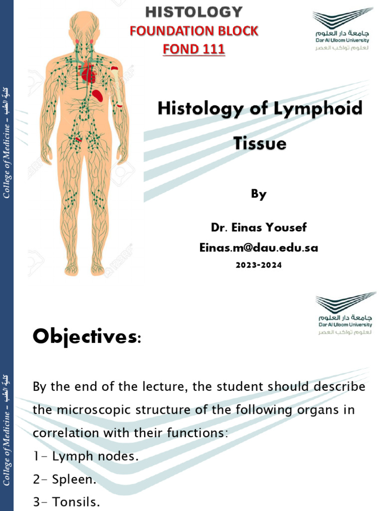 Microscopic Structure of Lymphatic Organs | PDF | Lymph Node | Lymphatic System