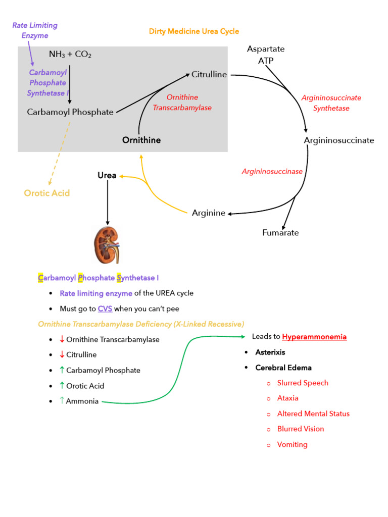Urea Cycle | PDF