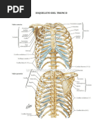 Huesos Del Tronco | PDF | La columna vertebral | Vértebra