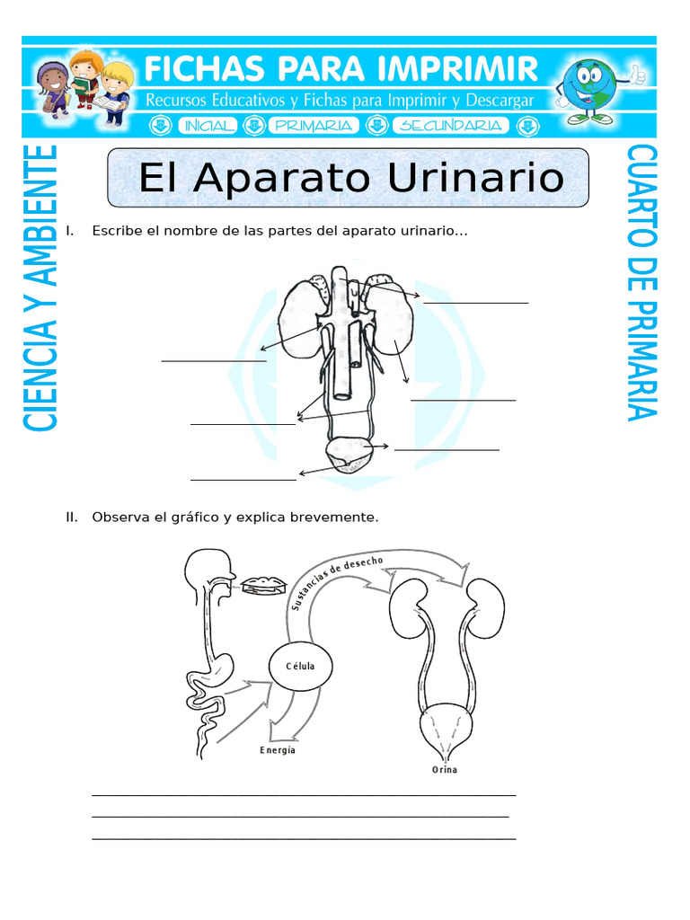Ficha El Aparato Urinario para Cuarto de Primaria | PDF | Sistema urinario | Riñón