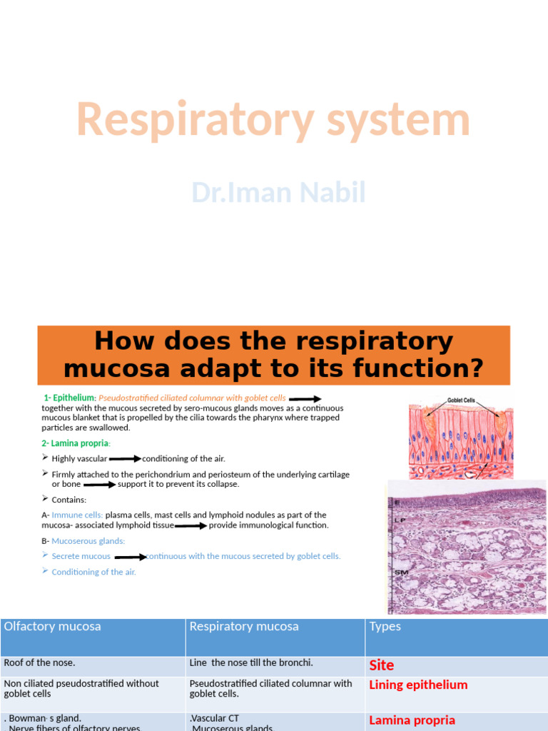 Respiratory System Structure and Function | PDF | Epithelium ...
