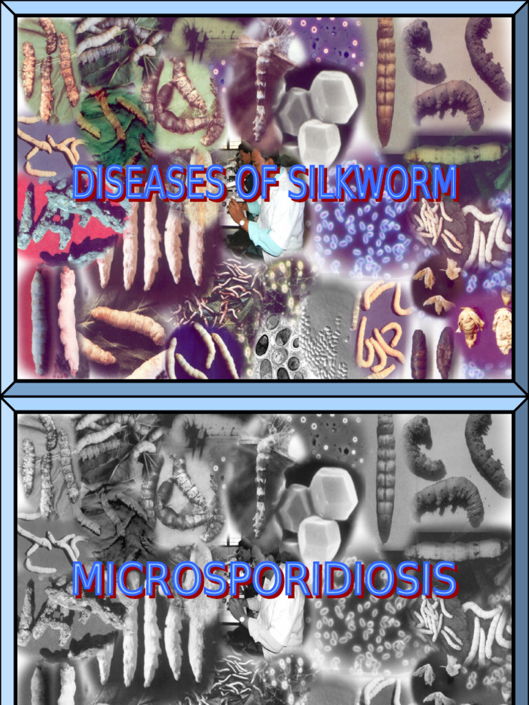 Silkworm Disease Prevention Guide | PDF | Hygiene | Infection