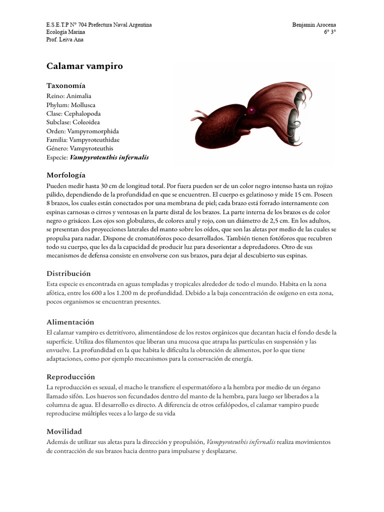 Calamar Vampiro: Taxonomía y Hábitos | PDF