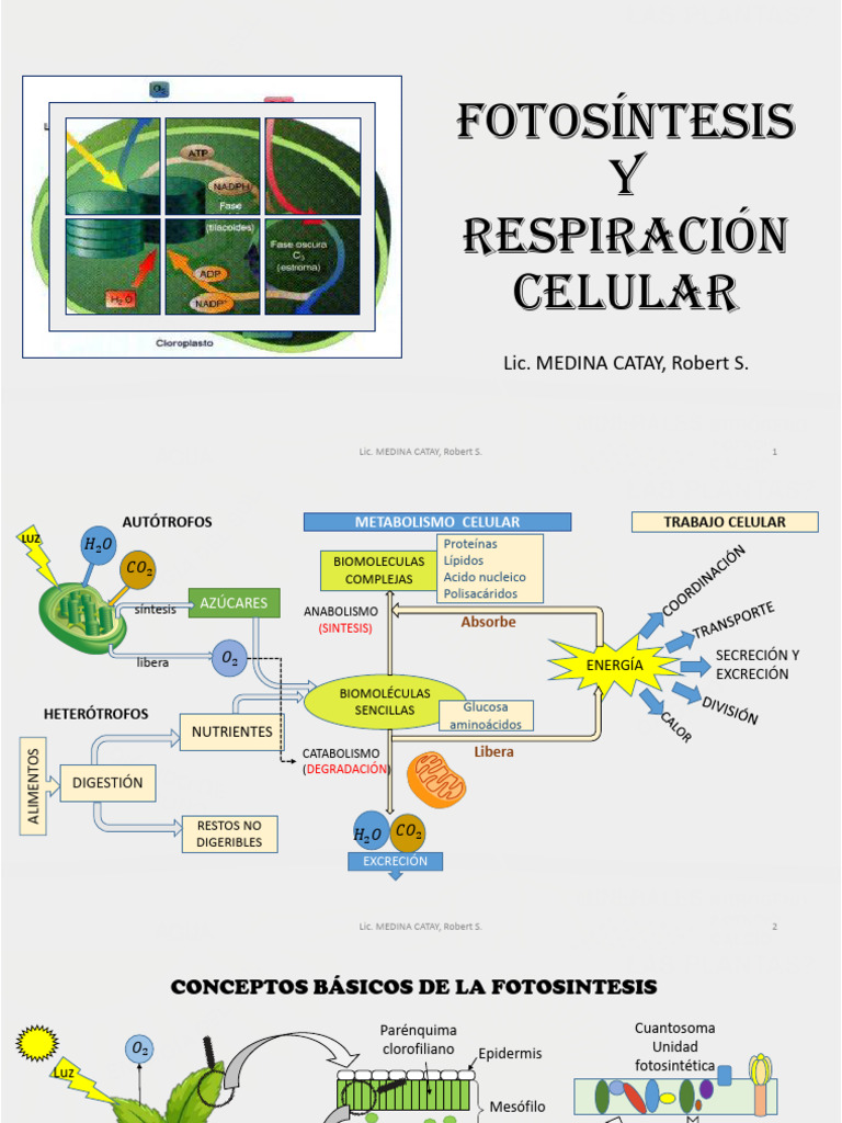 Fotosintesis y Resppiración Celular | PDF | Trifosfato de adenosina ...