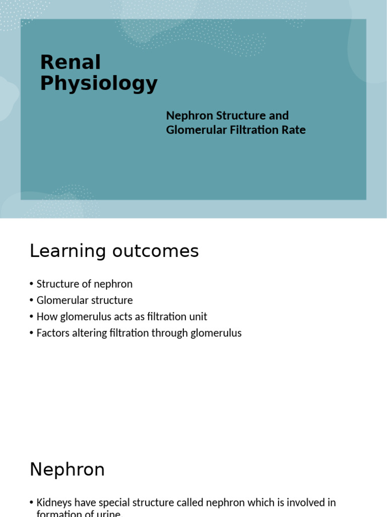 Nephron Structure and GFR Dynamics | PDF | Kidney
