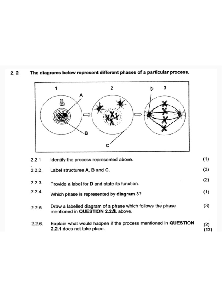 Mitosis Lesson Presentation | PDF