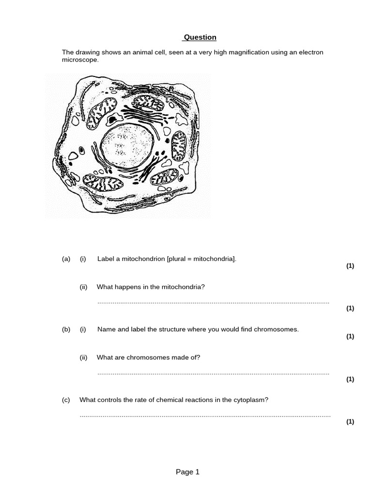 Cell Questions SV | PDF | Mitochondrion | Sperm
