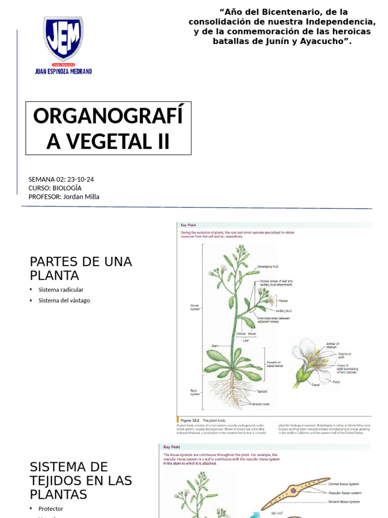 Organografía Vegetal Ii - 4 Secundaria - Jem | PDF | Raíz | Flores