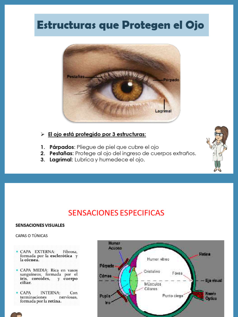 Sentido de La Vista.... | PDF | Ojo | Percepción visual