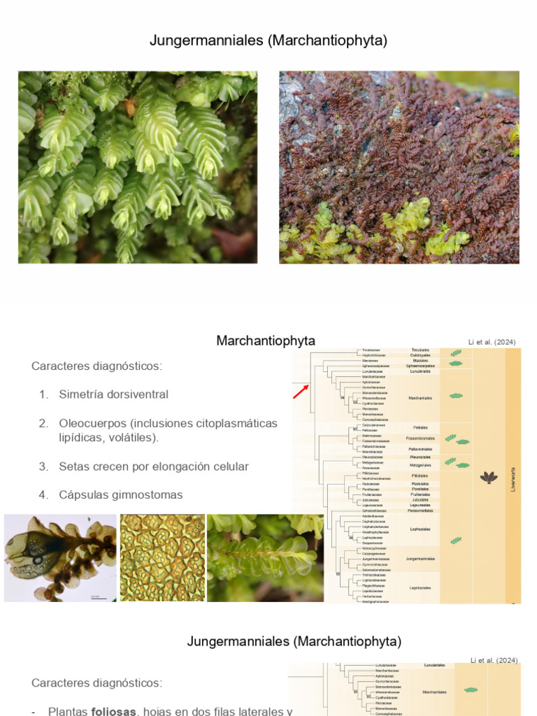 TP 2025 - Jungermanniales-Anthocerotales | PDF | Botánica | Organismos