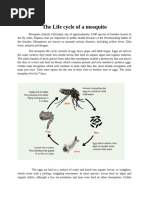 Life Cycle of Female Anopheles Mosquito | PDF | Mosquito | Fly