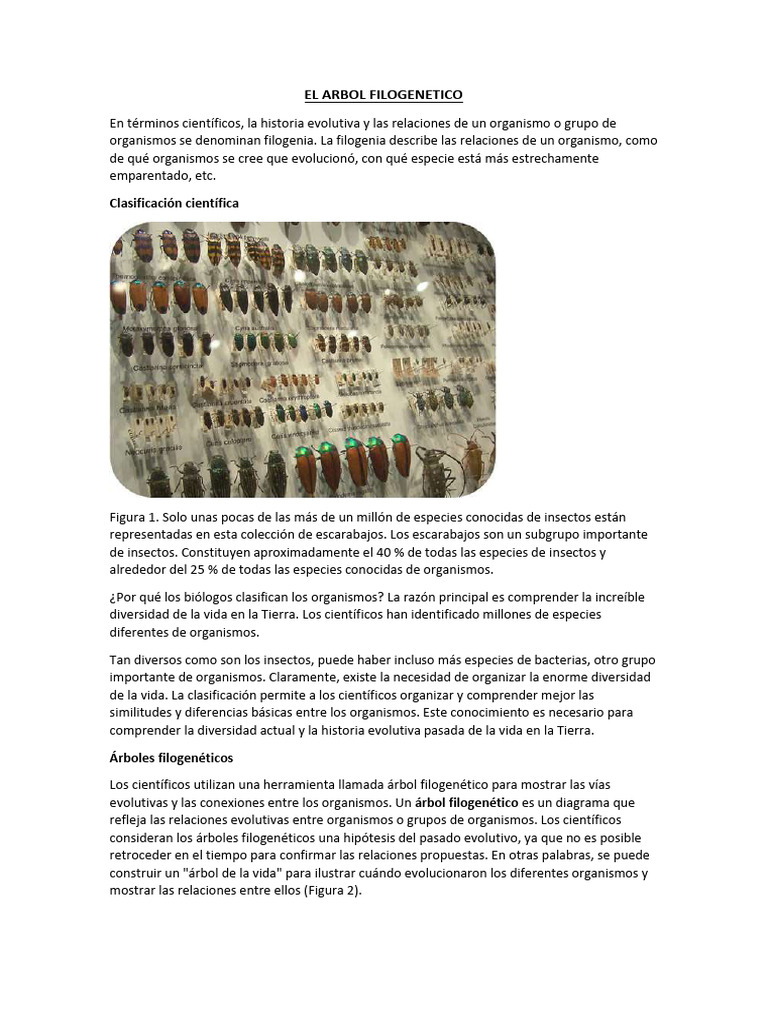 Estructura del Árbol Filogenético | PDF | Filogenética | Taxonomía ...