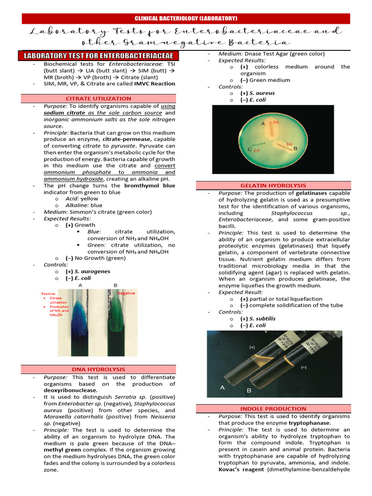 Laboratory Lesson 10. Enterobacteriaceae Identification | PDF
