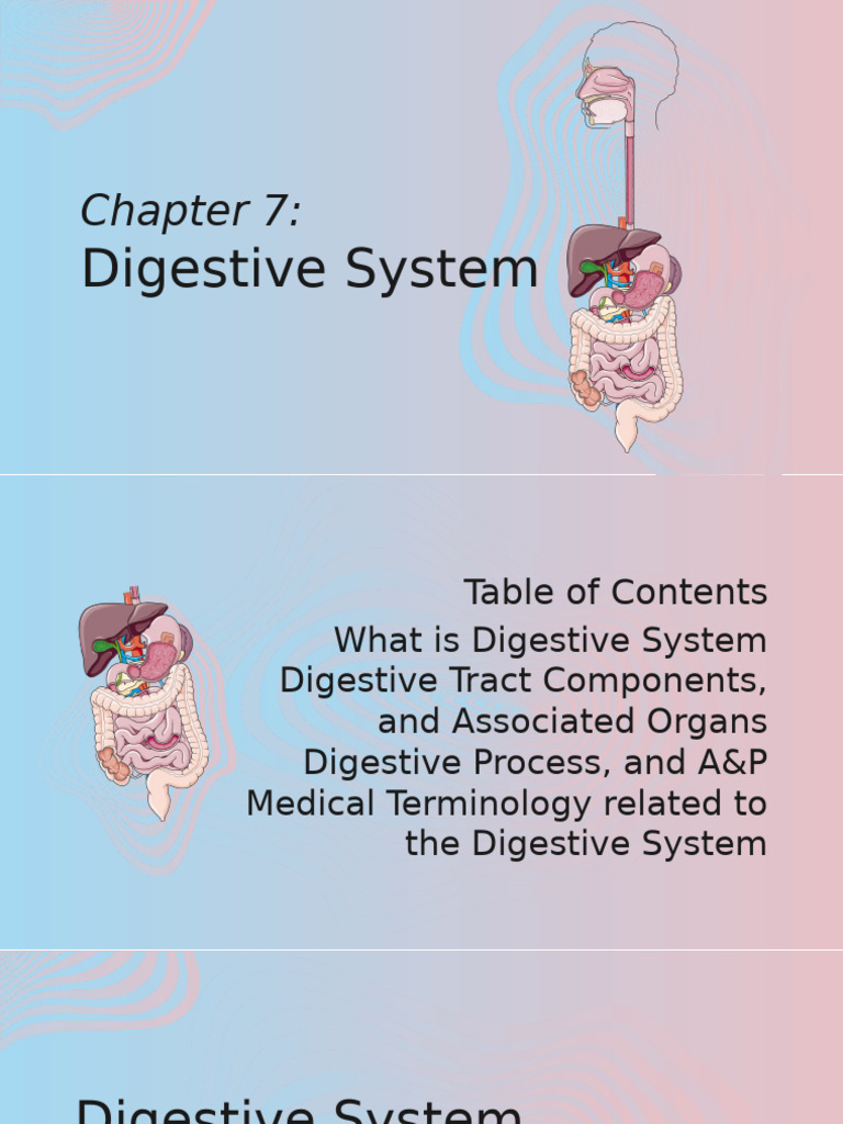 MedTerm Digestive System | PDF | Human Digestive System | Small Intestine