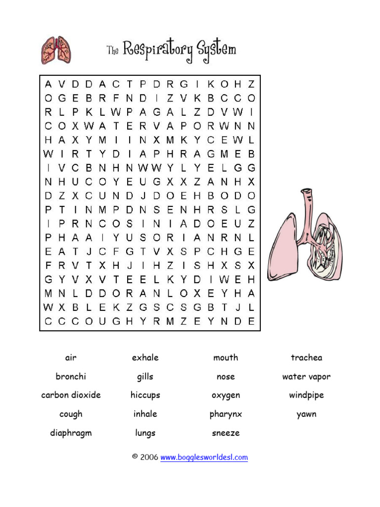 Respiratorysystem Wordsearch | PDF