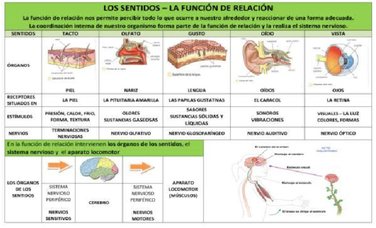 El Sistema Nervisos y Los Organos de Los Sentidos | PDF