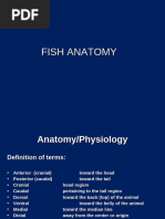 Fish Circulation: Gill and Systemic Flow | PDF | Heart | Artery
