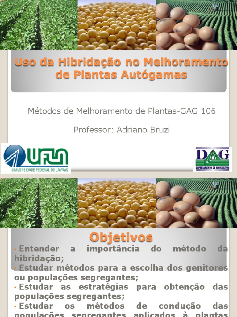Uso Da Hibridação No Melhoramento de Plantas Autógamas-GAG 106 | PDF ...