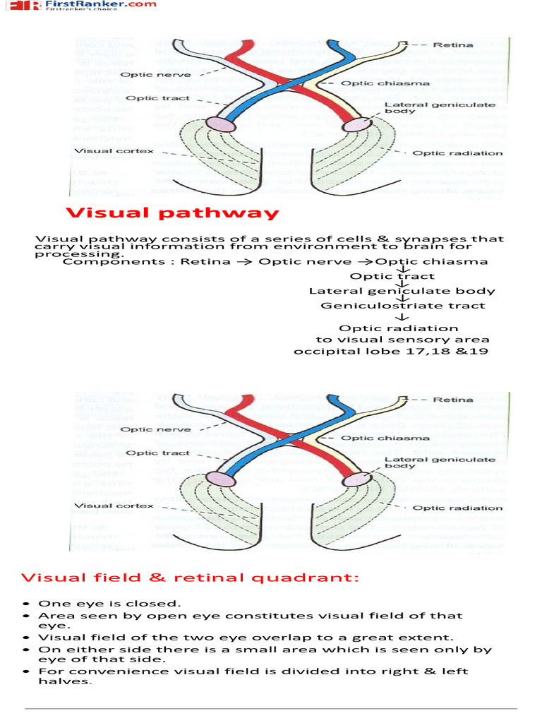 Visual Pathway and Processing Overview | PDF | Visual System ...