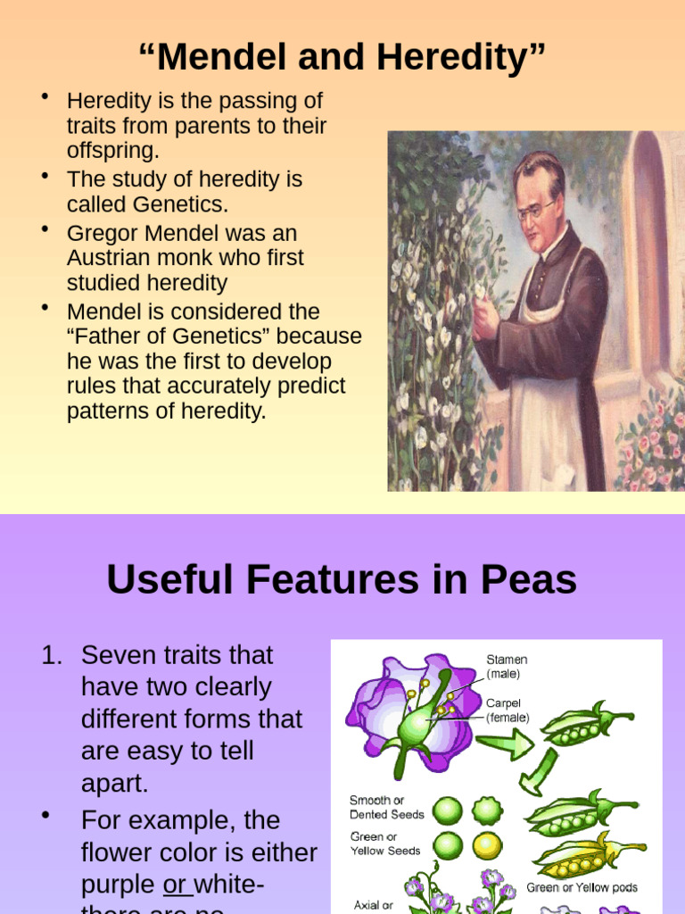Bio Mendel Genetics | PDF | Dominance (Genetics) | Allele