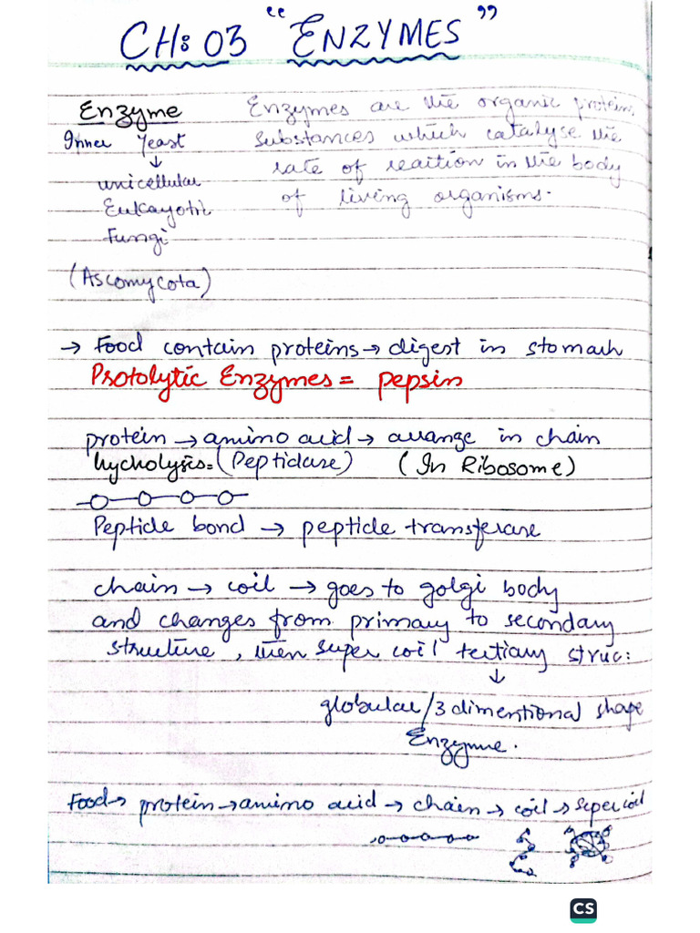 Enzymes Notes by Îs | PDF