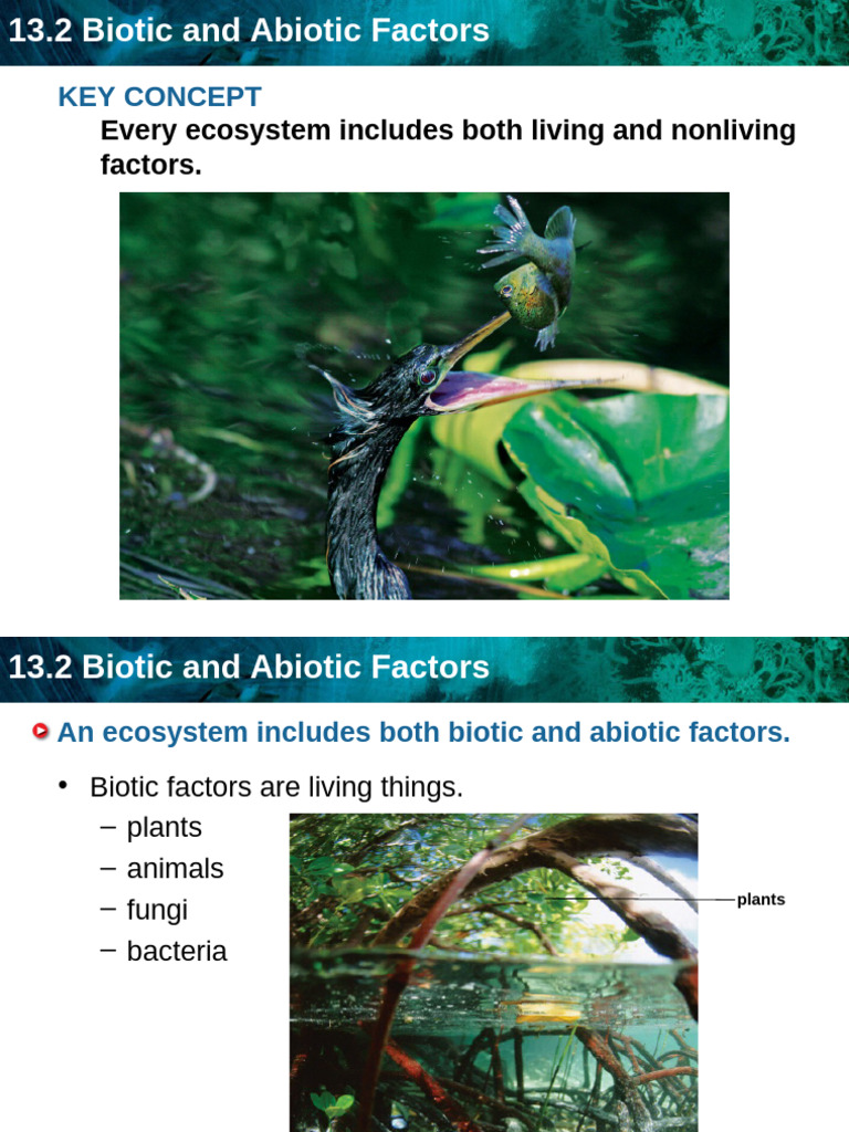 Every Ecosystem Includes Both Living and Nonliving Factors.: Key ...