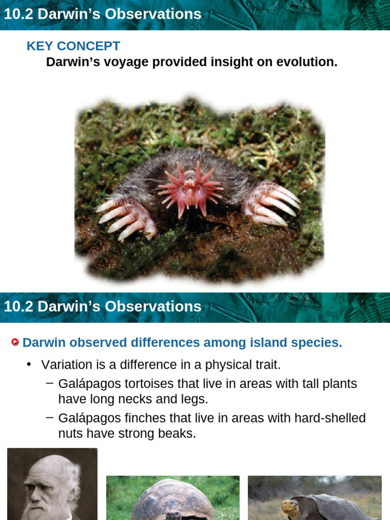 Darwin's Voyage Provided Insight On Evolution.: Key Concept | PDF